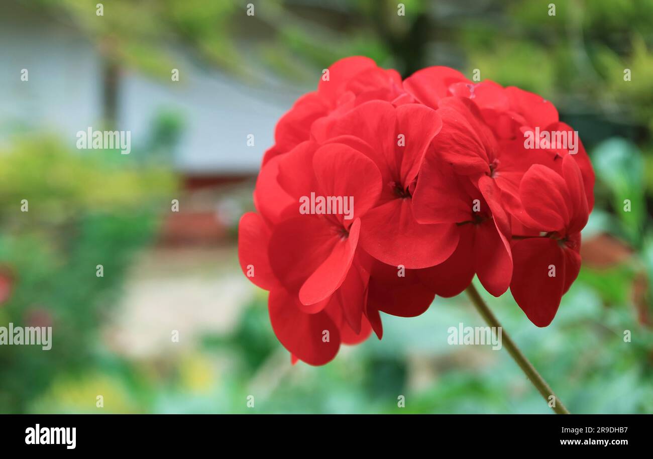 Blossoming red geranium hi-res stock photography and images - Alamy