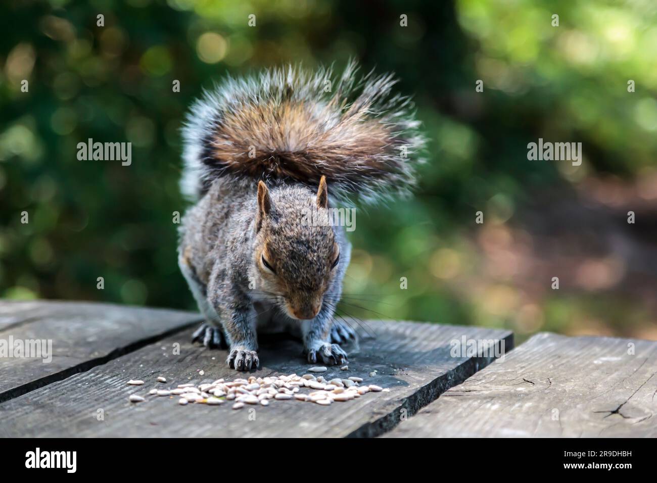 Seed eating animals hi-res stock photography and images - Alamy