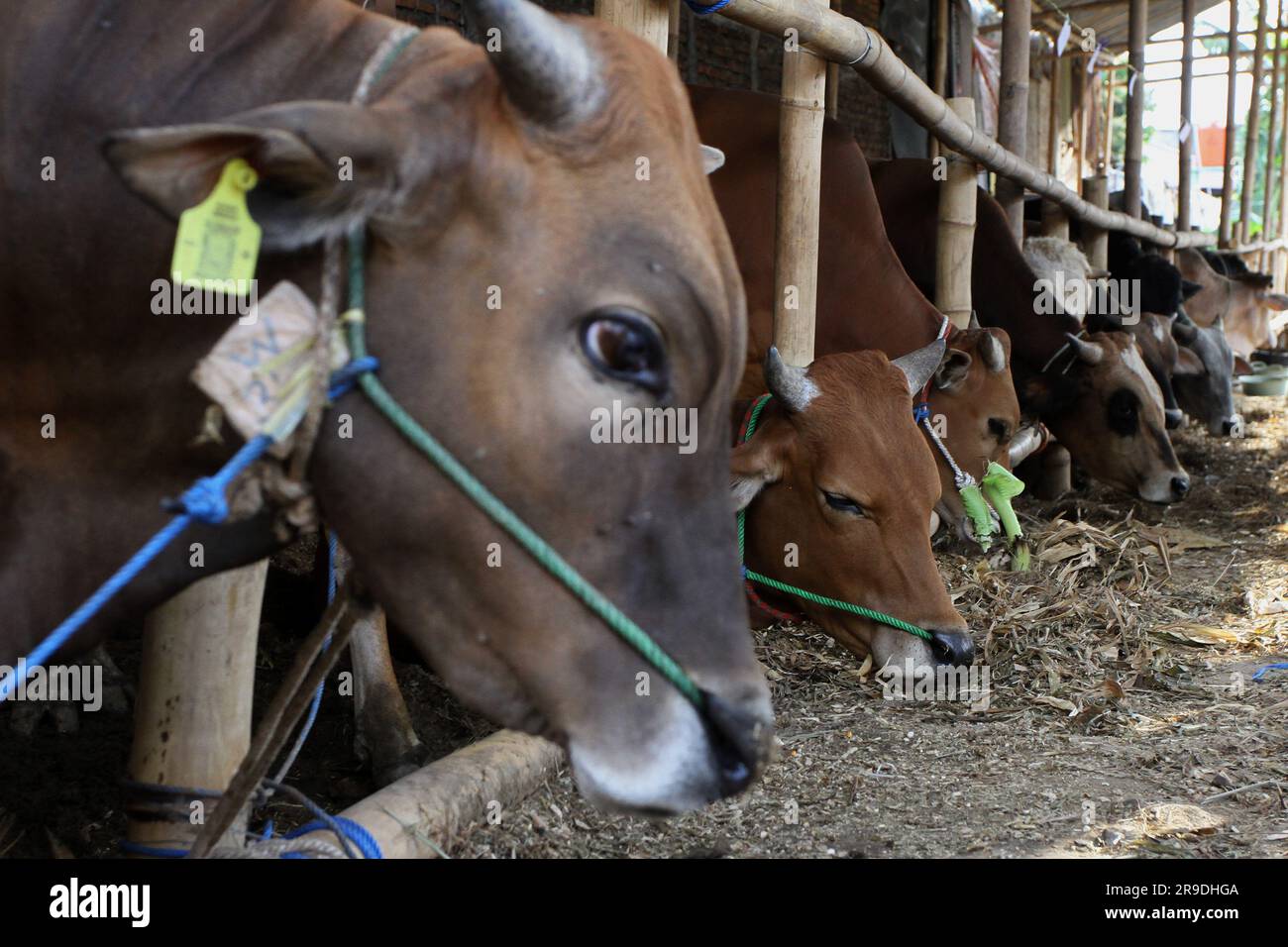 Reduce animals hi-res stock photography and images - Alamy