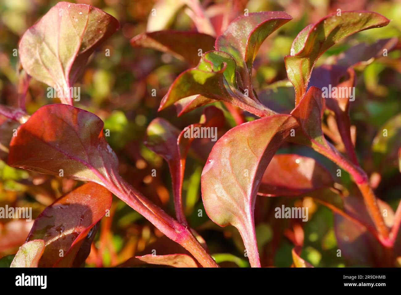 Closeup of Red watercress Plants Growing in the Sun Stock Photo - Alamy