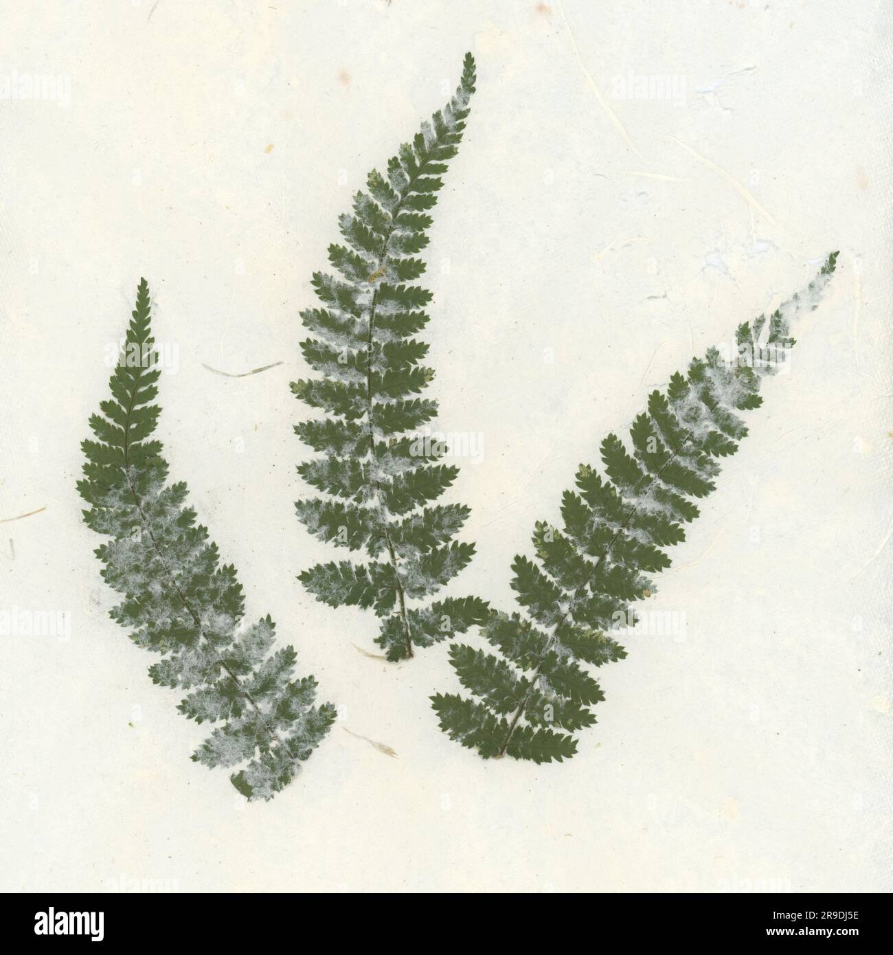 Handmade paper, in which fern leaves are processed Stock Photo - Alamy