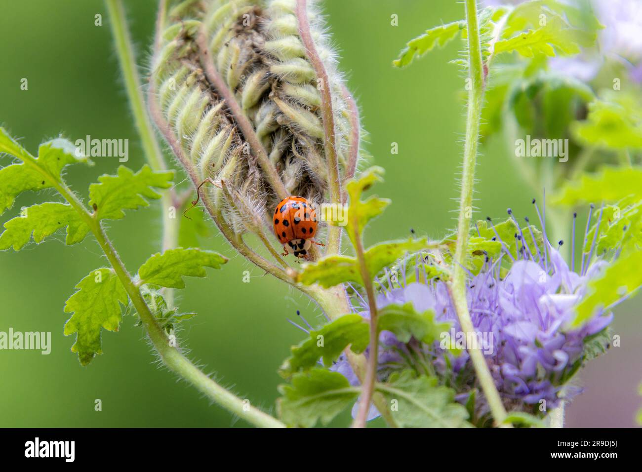macro of an asian lady beetle on a faded blue tansy - phacelia ...