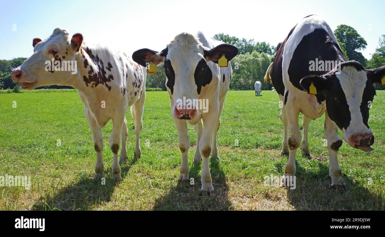 Three curious black and white young cows. The breed is Holstein ...