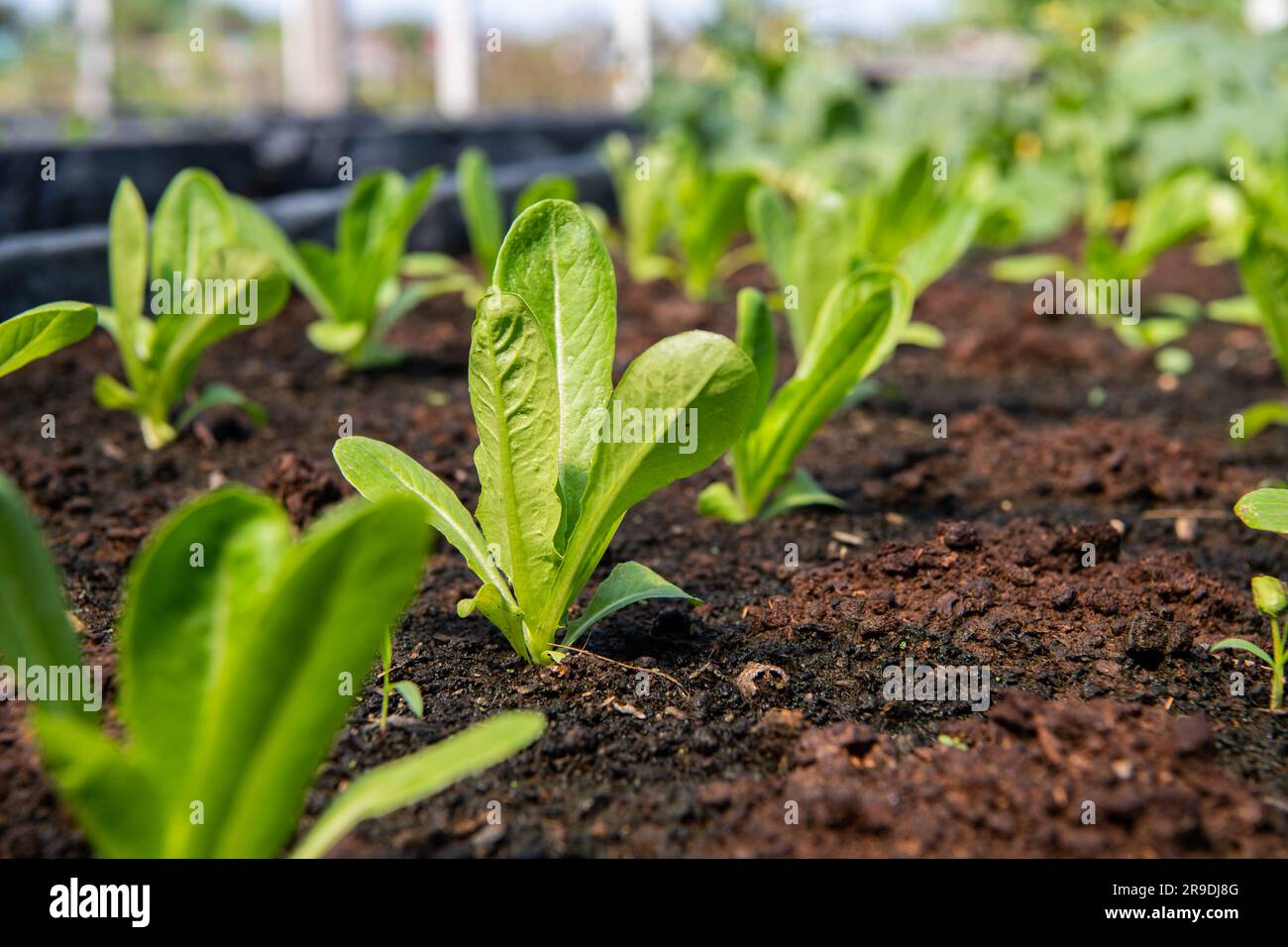 Romaine Seedlings