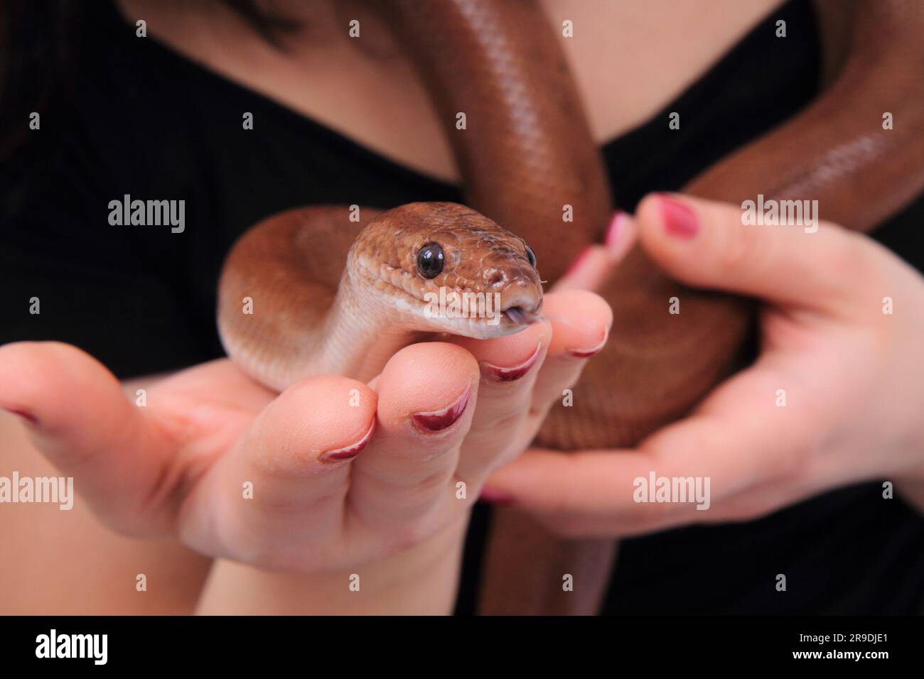 rainbow boa snake and human hands as nice animal background Stock Photo ...