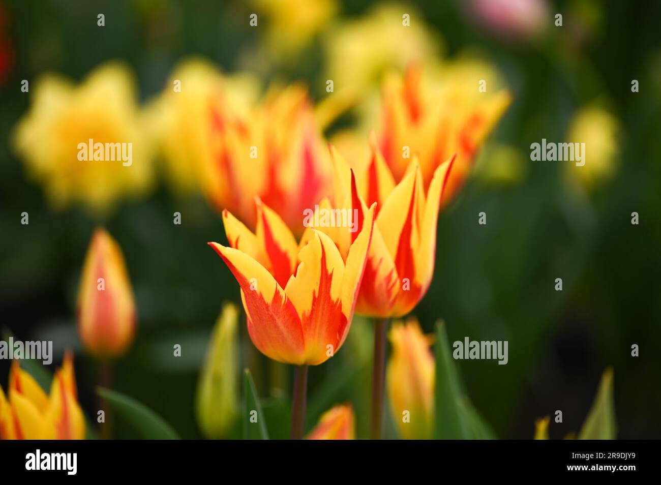 Malvern Showground, Worcestershire, UK. 10th May 2023. Tulip "fireworks ...