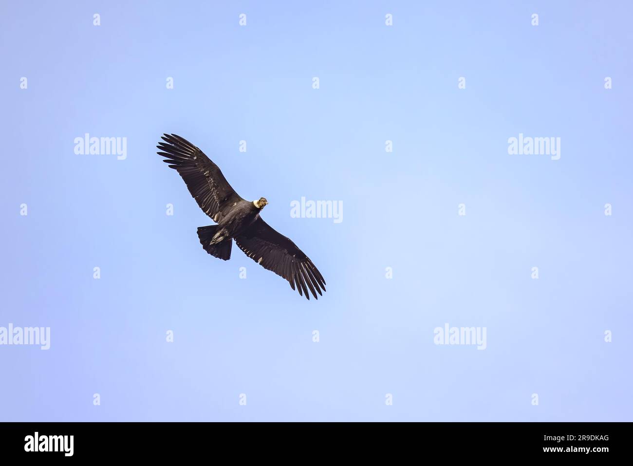 A large condor as a New World vulture in the blue sky over Chile ...