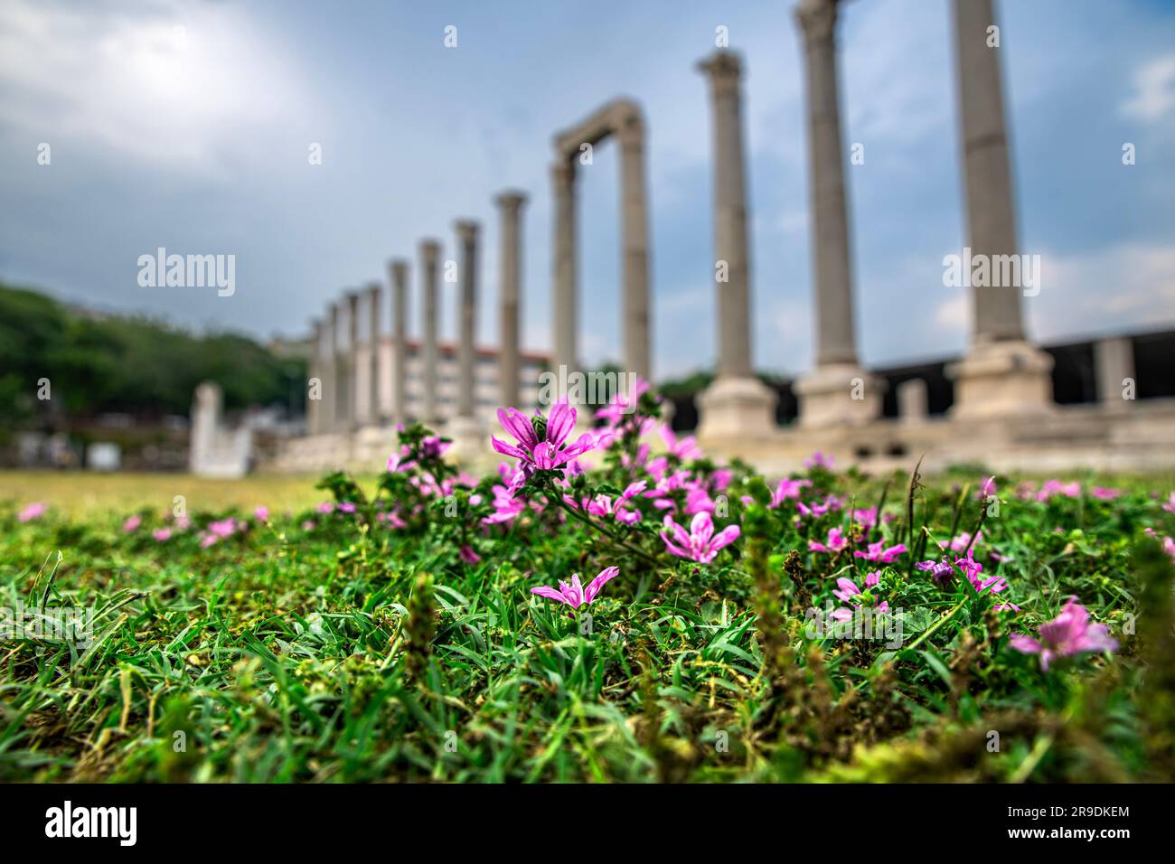 View of the columns of the ancient city of Agora with flowers in spring ...