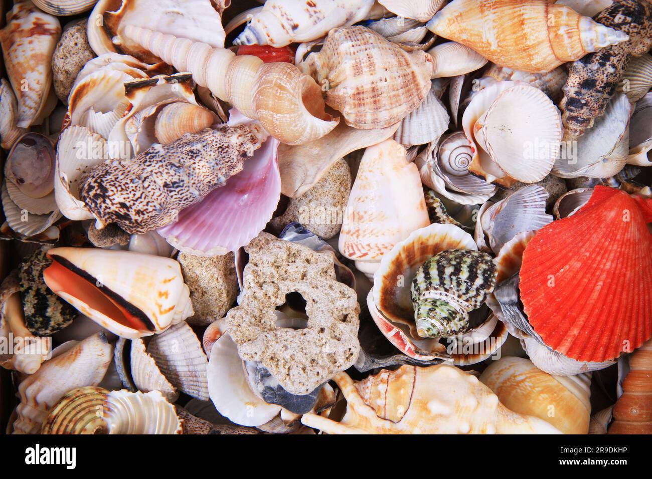 sea shells as very nice natural background Stock Photo - Alamy
