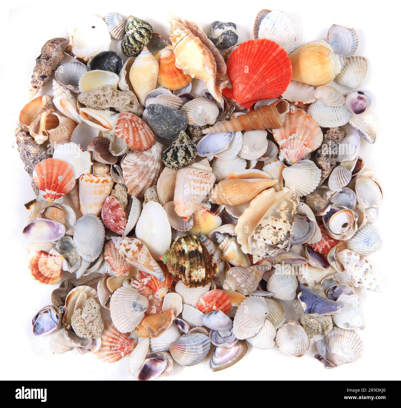 sea shells as very nice natural background Stock Photo - Alamy