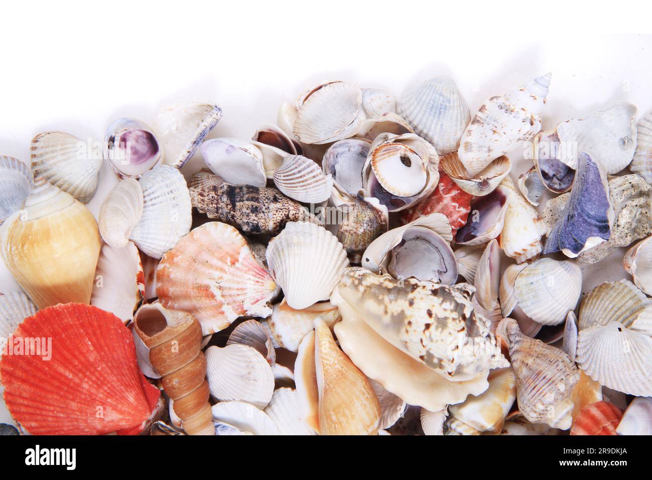 sea shells as very nice natural background Stock Photo - Alamy