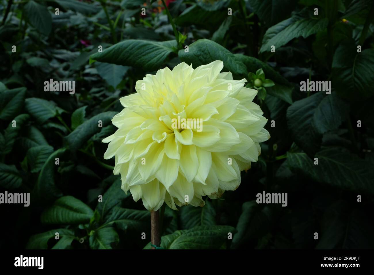 Yellow Flower in Singapore Flower dome Stock Photo - Alamy