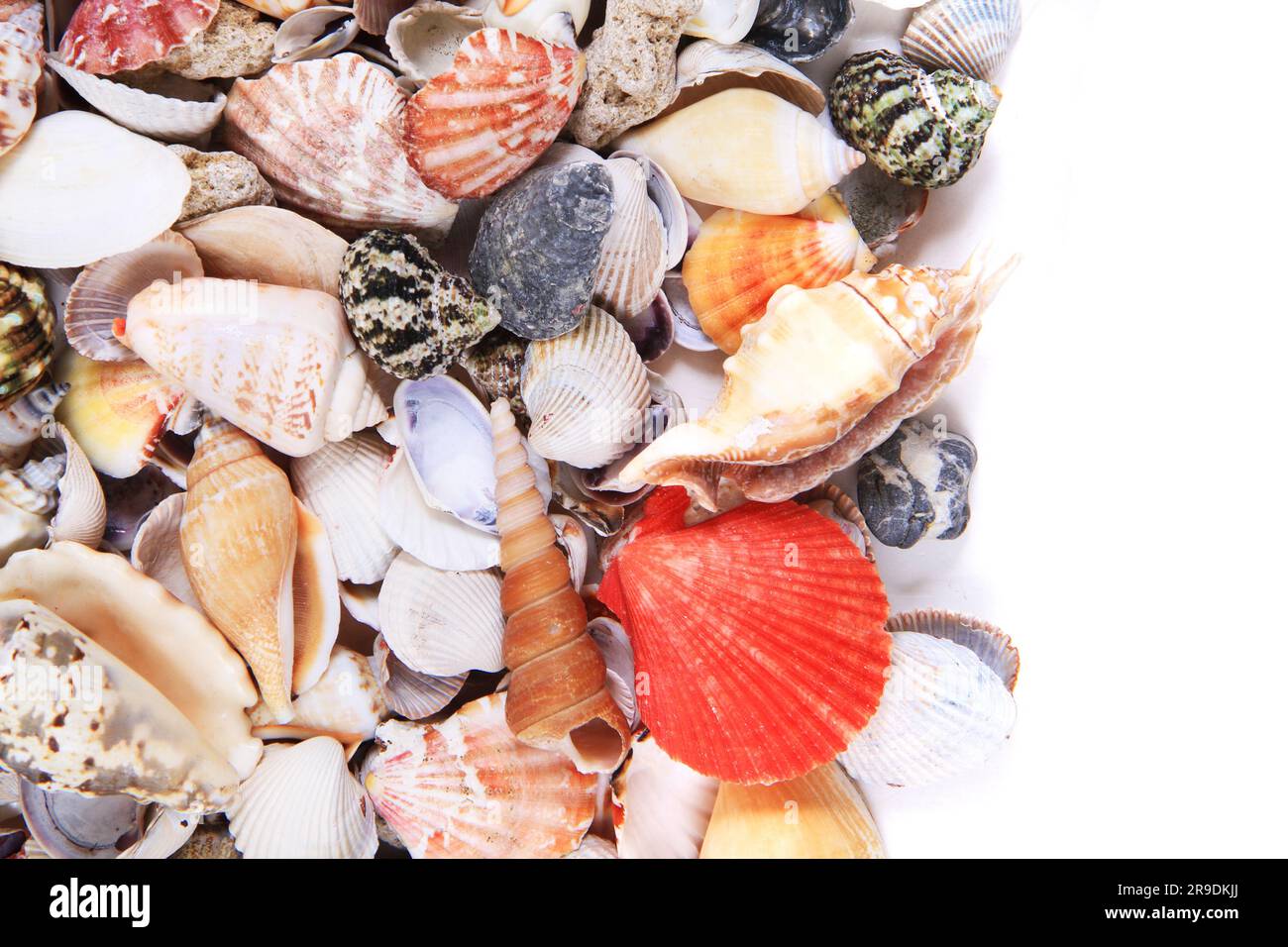 sea shells as very nice natural background Stock Photo - Alamy