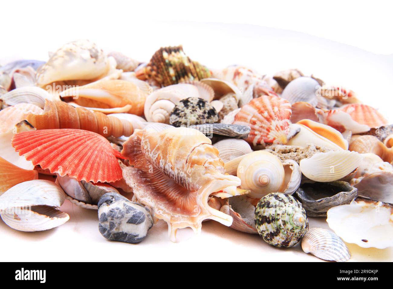 sea shells as very nice natural background Stock Photo - Alamy