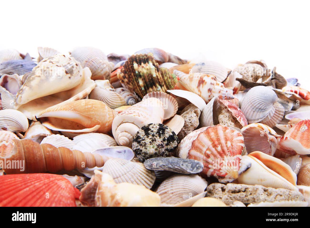sea shells as very nice natural background Stock Photo - Alamy
