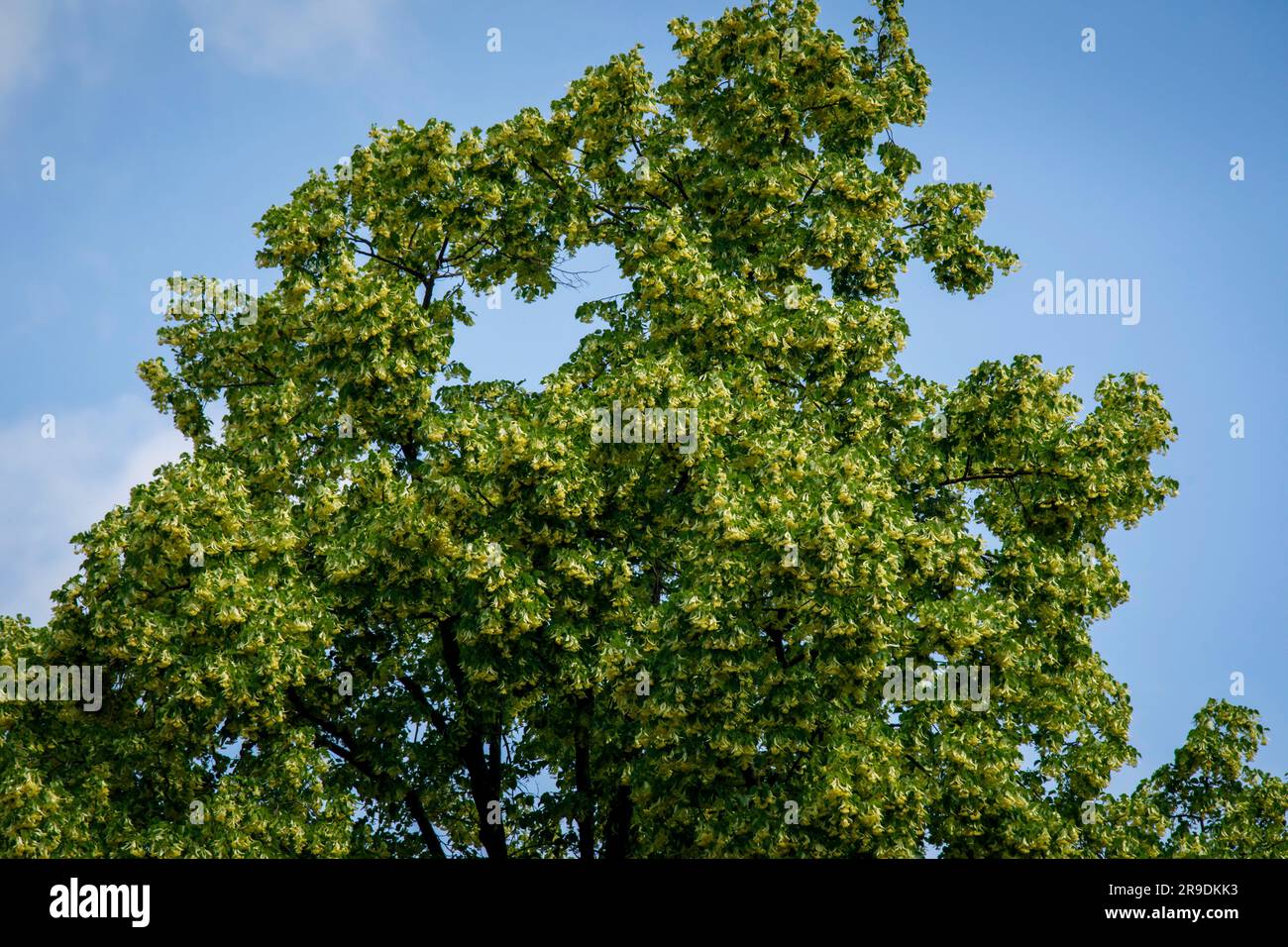 Linden tree hi-res stock photography and images - Alamy
