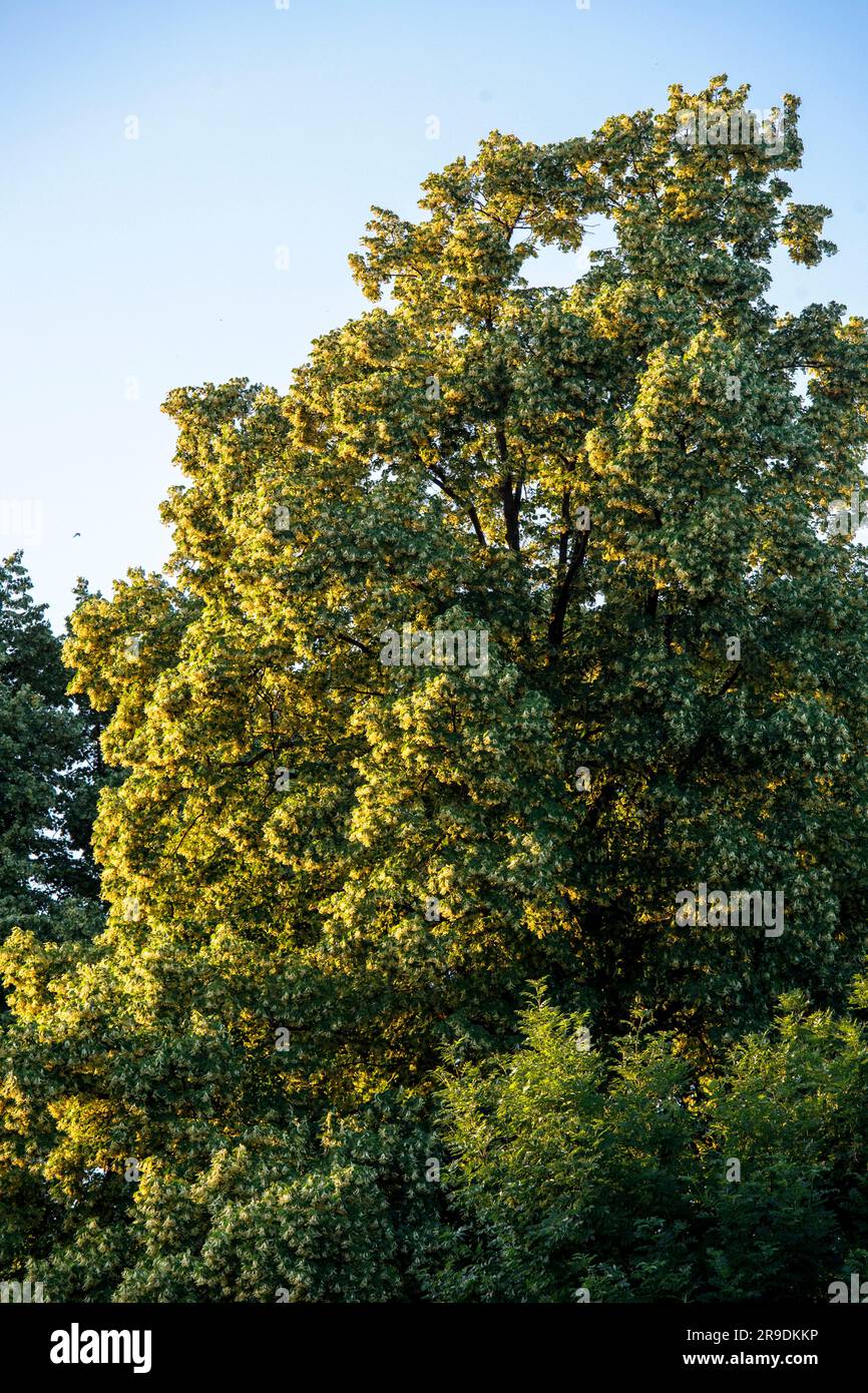Linden tree hi-res stock photography and images - Alamy