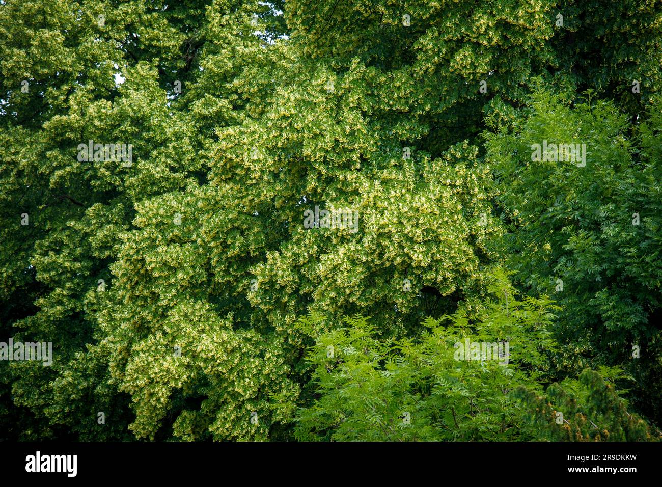 Linden tree hi-res stock photography and images - Alamy