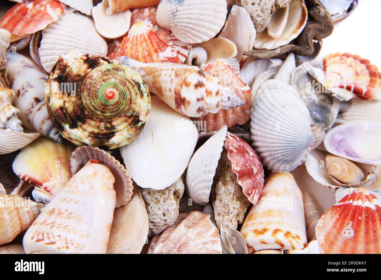 sea shells as very nice natural background Stock Photo - Alamy