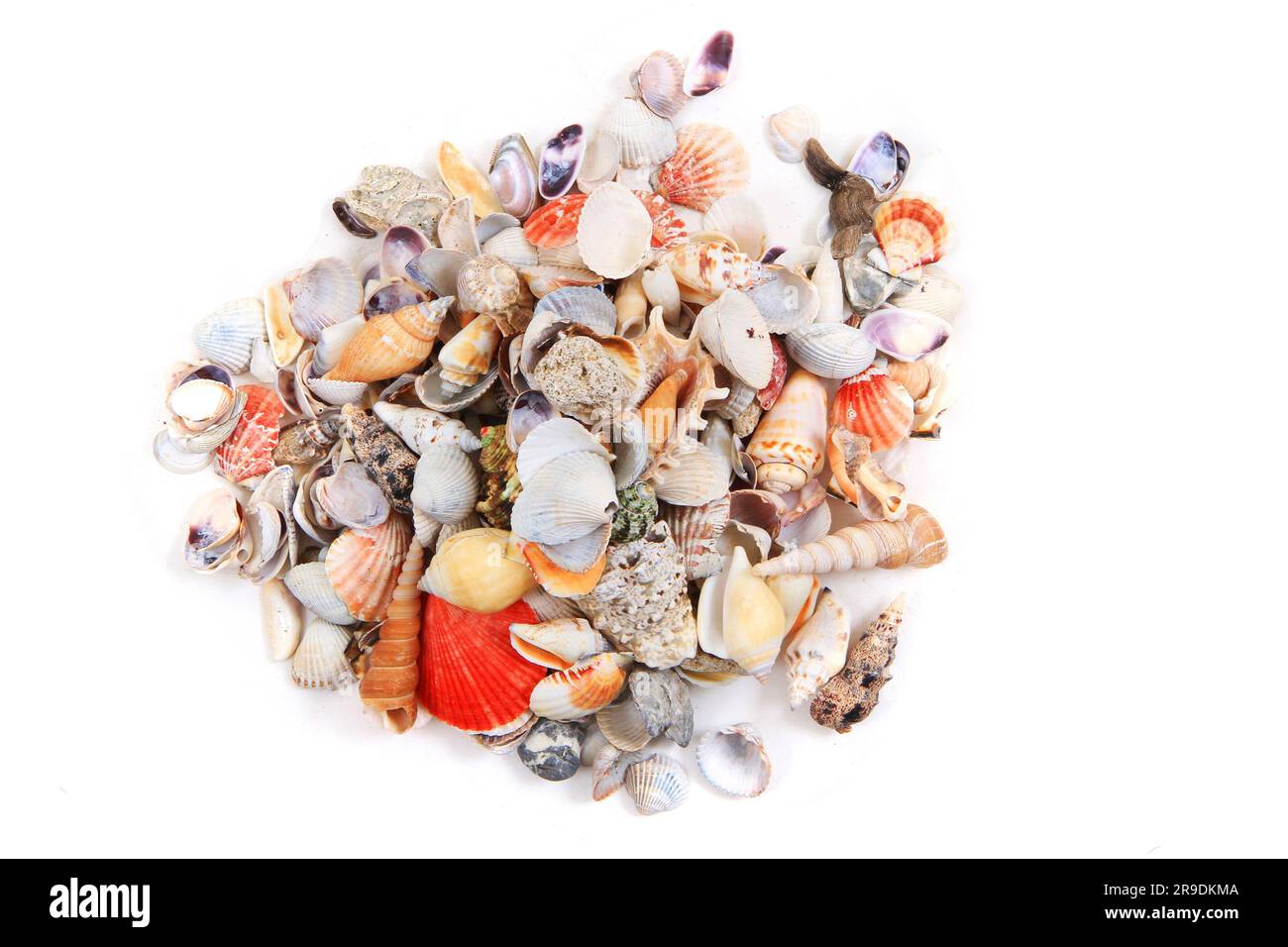 Colorful shells coral sea Cut Out Stock Images & Pictures - Alamy