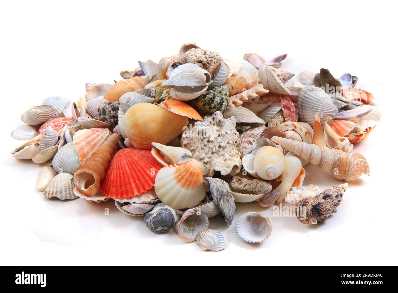 Colorful shells coral sea Cut Out Stock Images & Pictures - Alamy