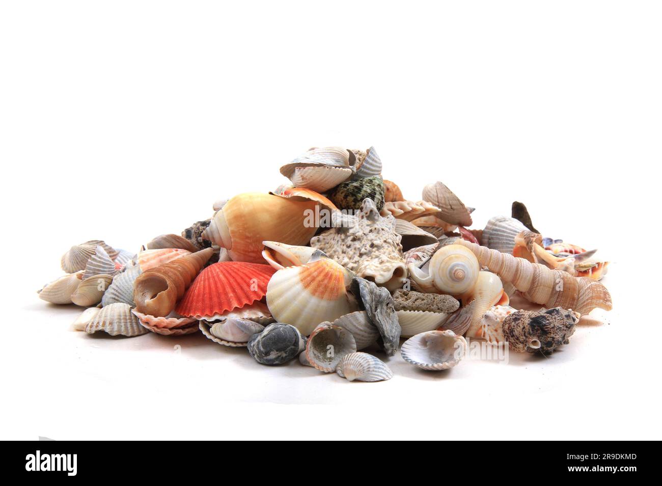 sea shells isolated on the white background Stock Photo - Alamy