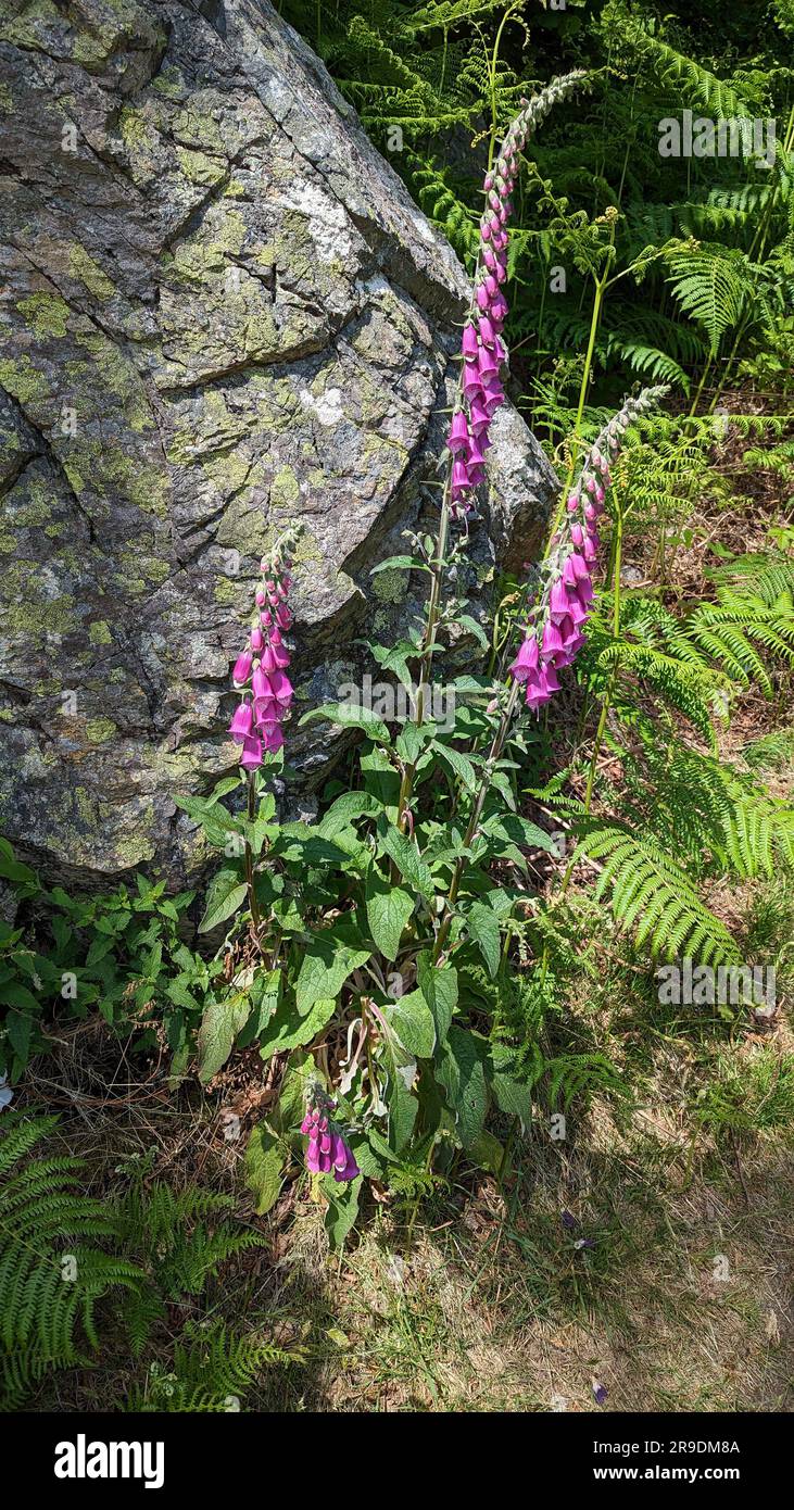 Lake District Landscape around Ambleside, Windemere and Grasmere views ...