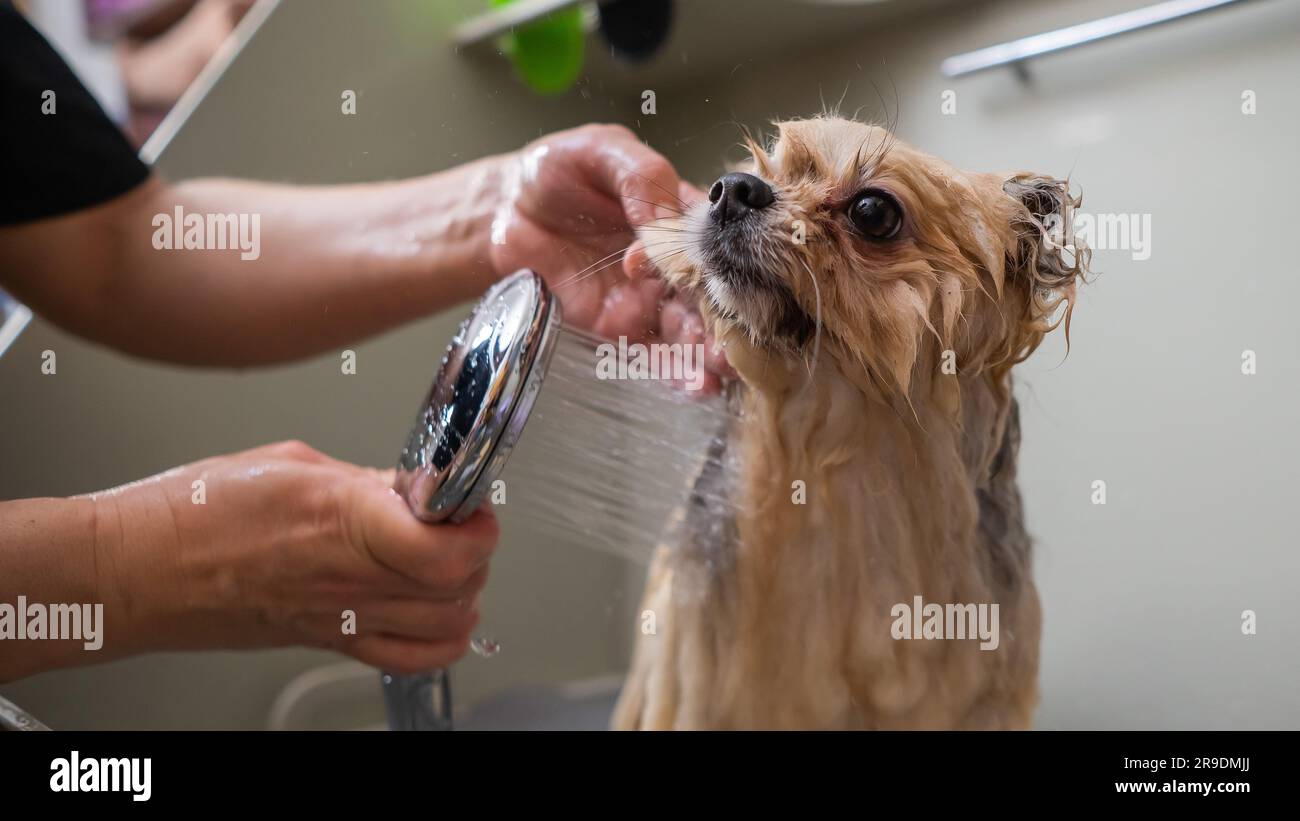 A woman showers a cute Pomeranian dog in a grooming salon Stock Photo ...