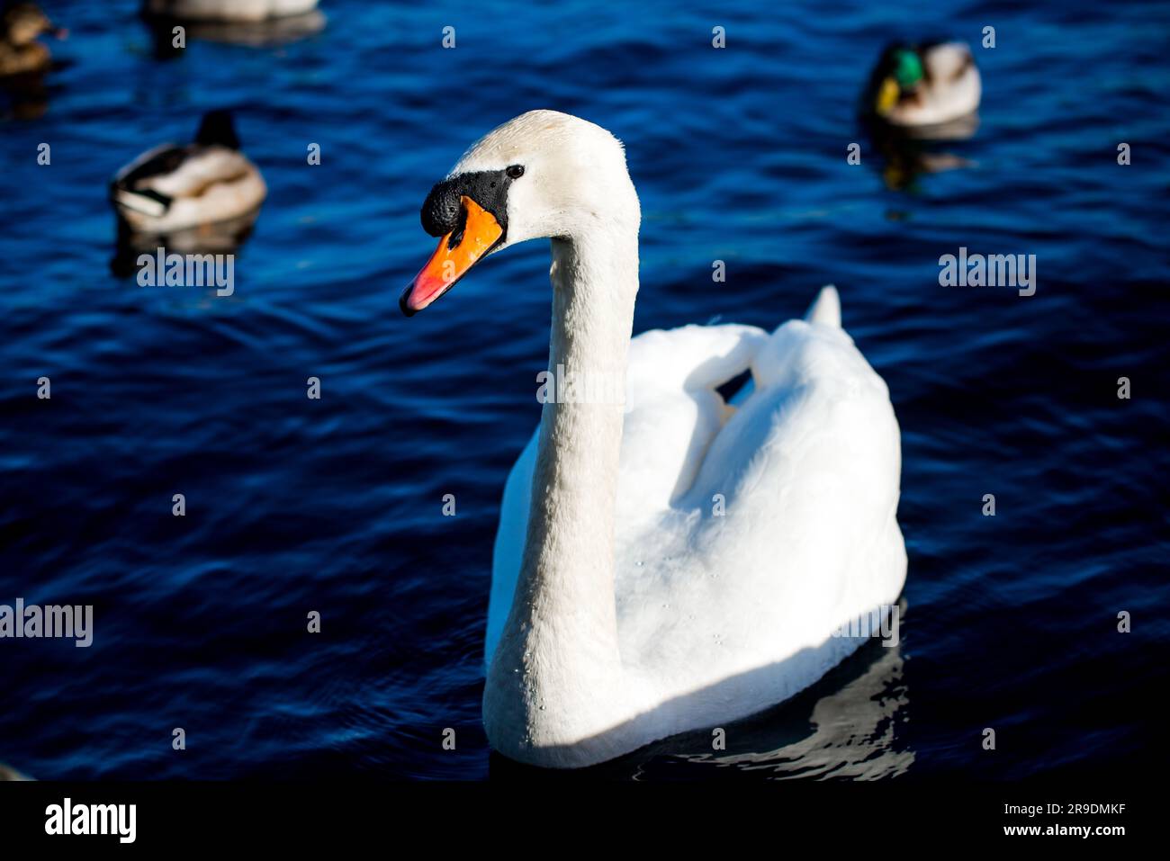 A close-up of a mature white swan on the deep blue waters of a Lake in ...