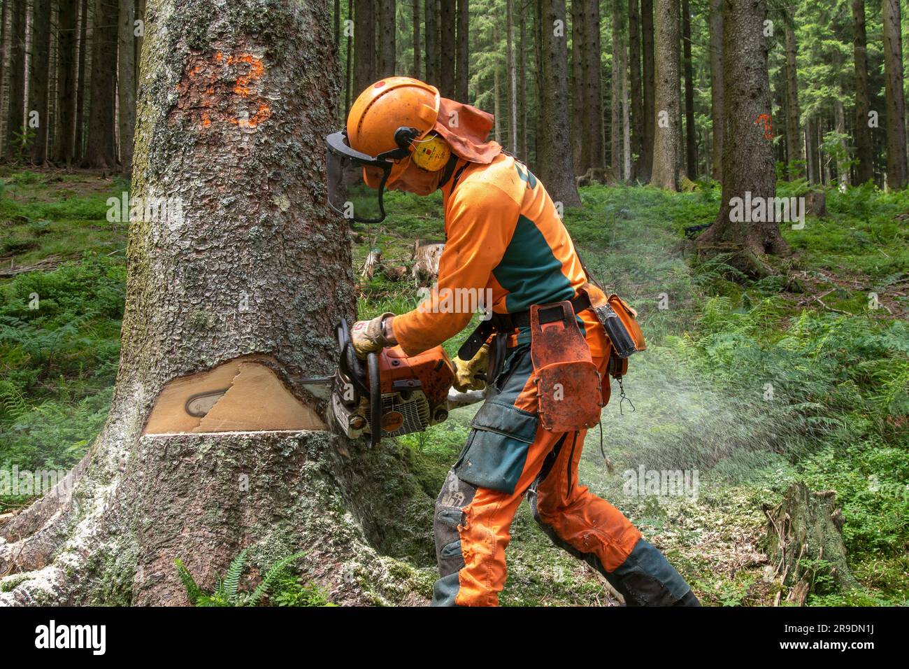 A lumberjack cuts a spruce tree. Berchtesgadener Land, Bavaria, Germany ...