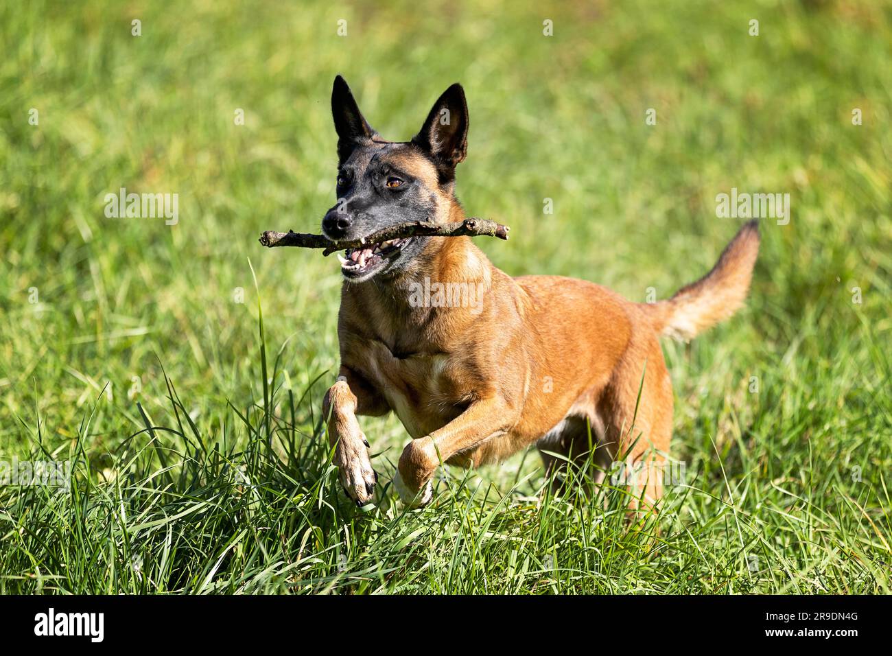 Running malinois hi-res stock photography and images - Alamy