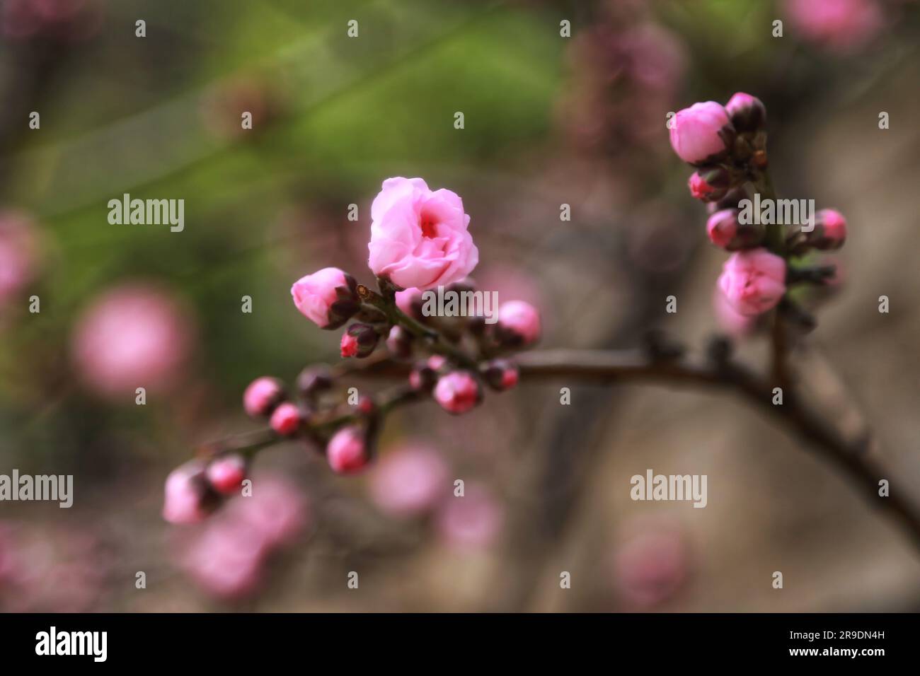 Experience the enchanting beauty of delicate pink flowers blossoming on ...