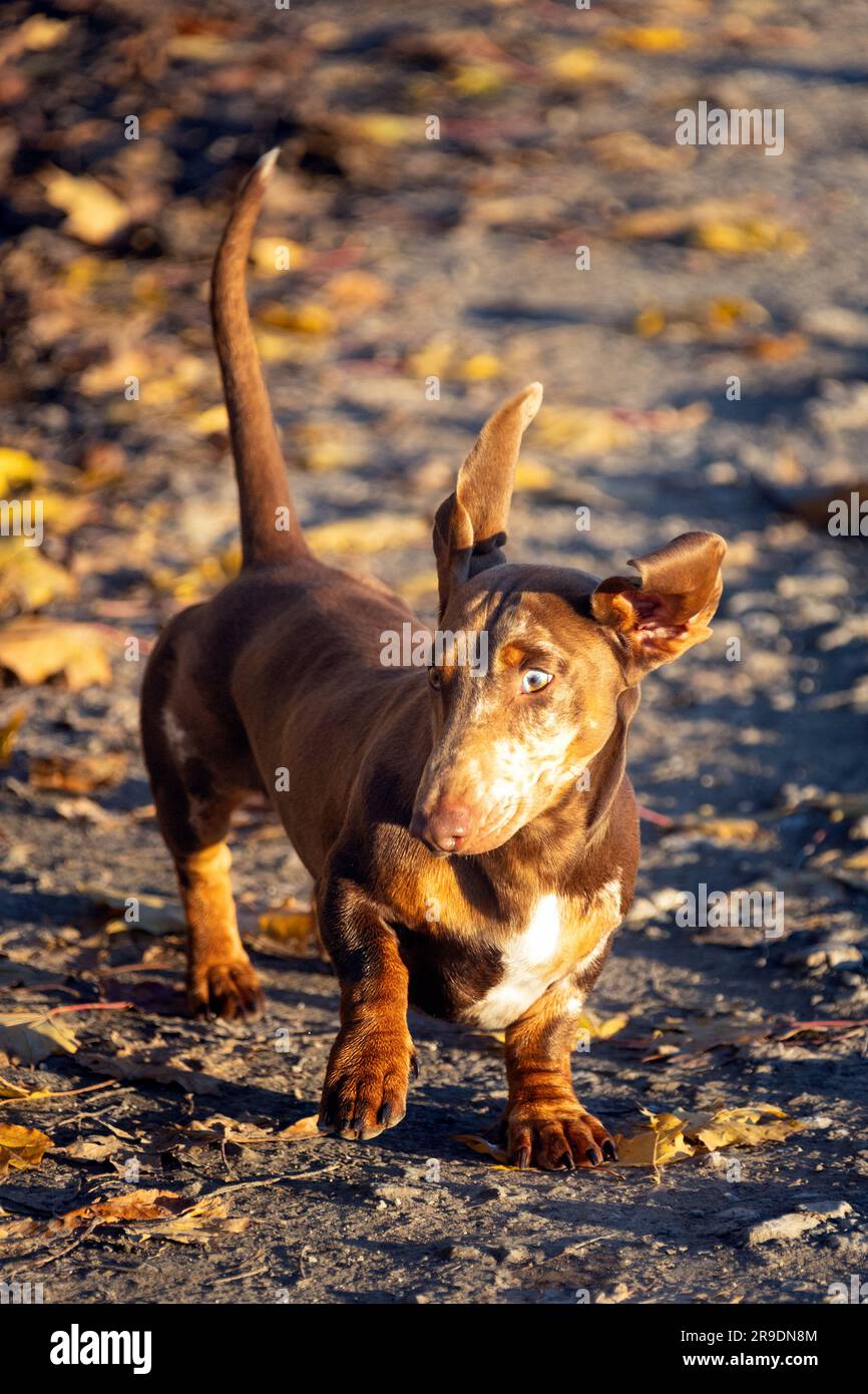 Short-haired brindle Dachshund. Adult male running in leaf litter ...