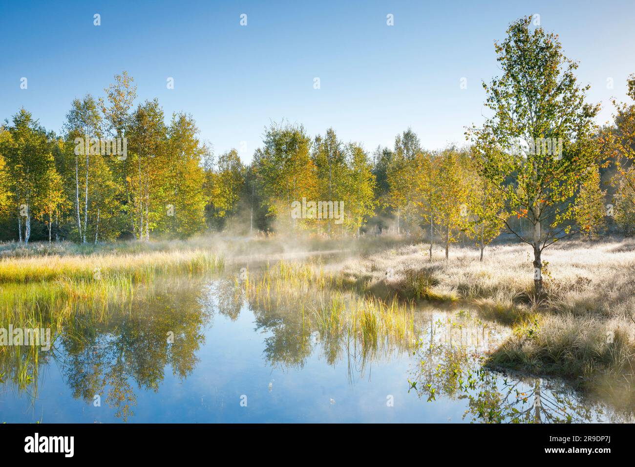 The first rays of sunlight bathe the birch forest and reed in warm ...