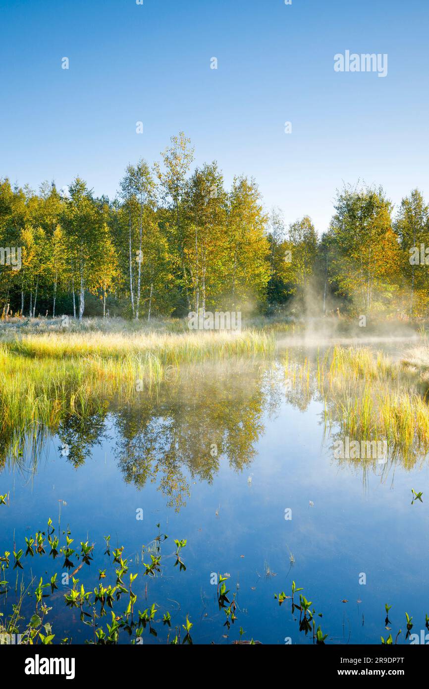 The first rays of sunlight bathe the birch forest and reed in warm ...