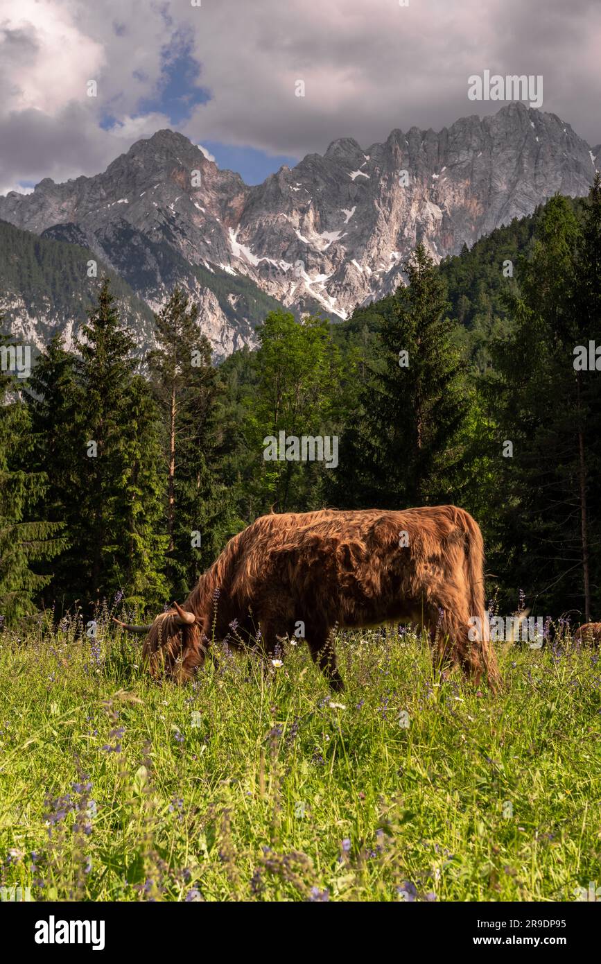 Cow grazing on lush green meadow full of summer flowers in alpine ...