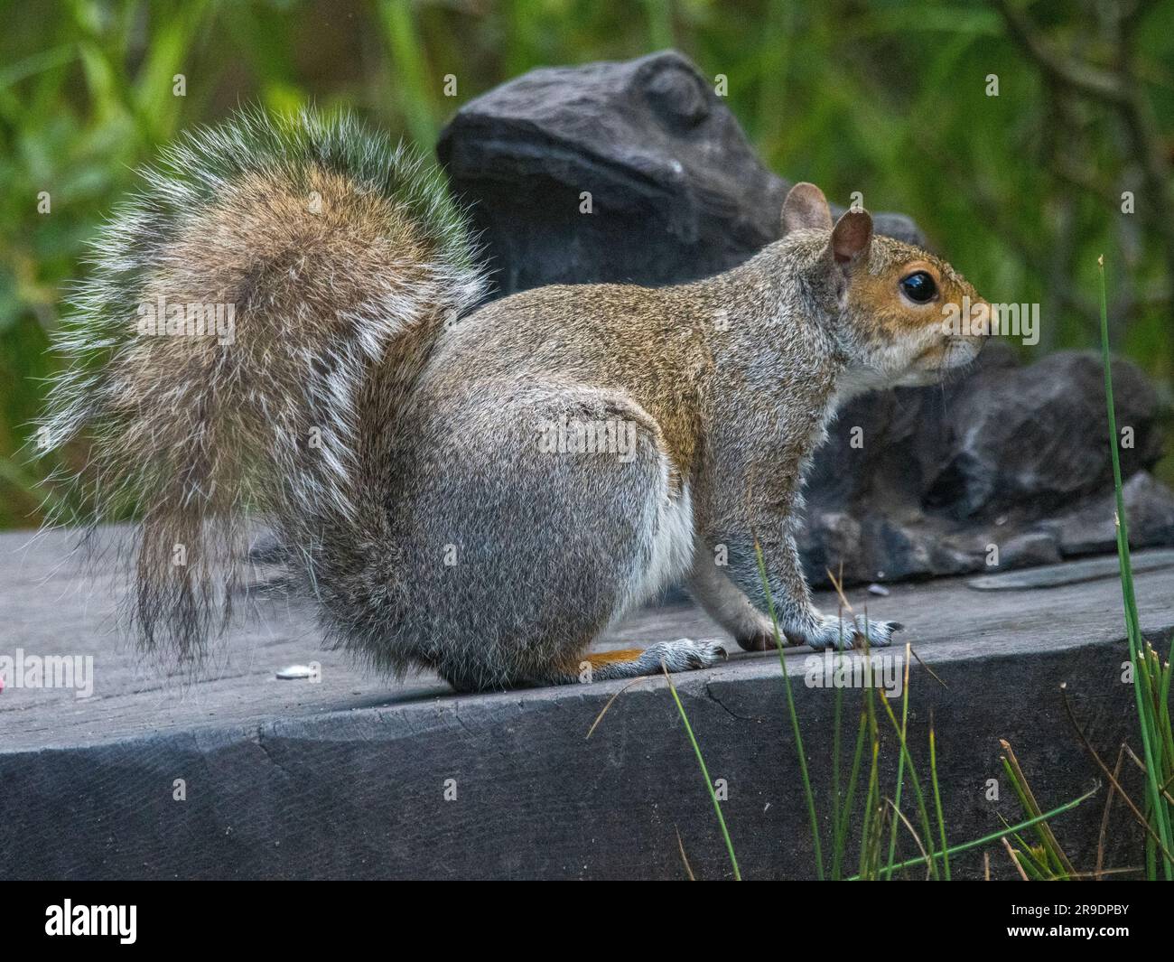 Grey squirrel profile hi-res stock photography and images - Alamy