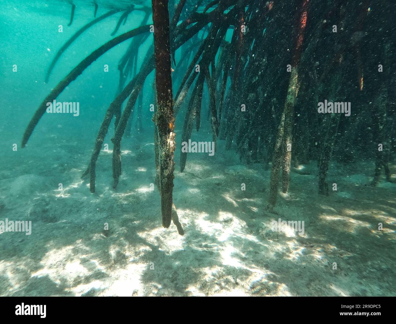 Mangroves, Pass island, Coron, Philippines, Asia Stock Photo - Alamy