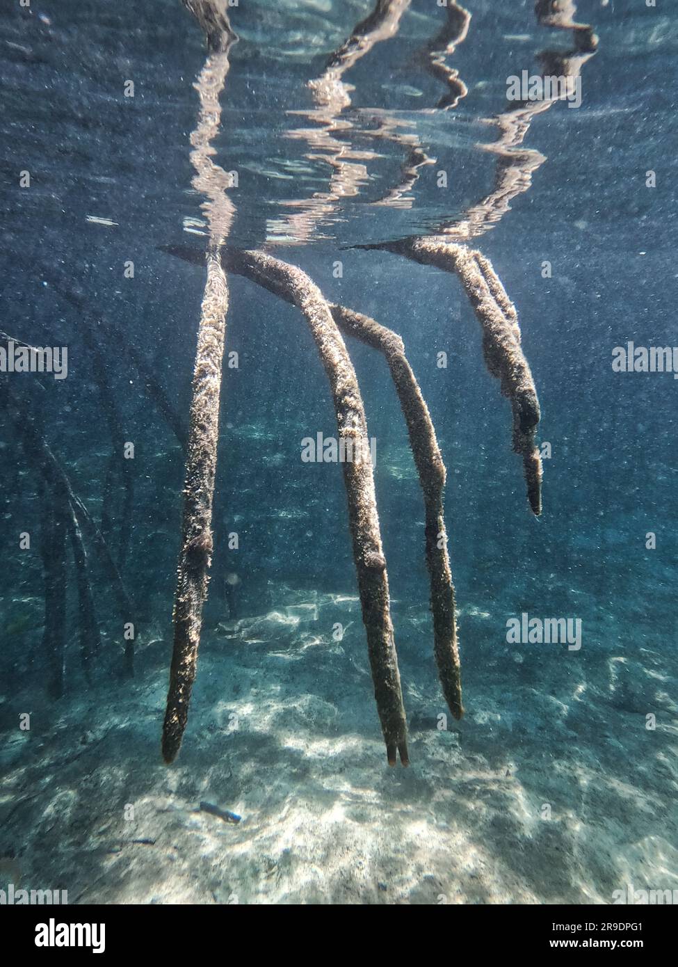 Mangroves, Pass island, Coron, Philippines, Asia Stock Photo - Alamy