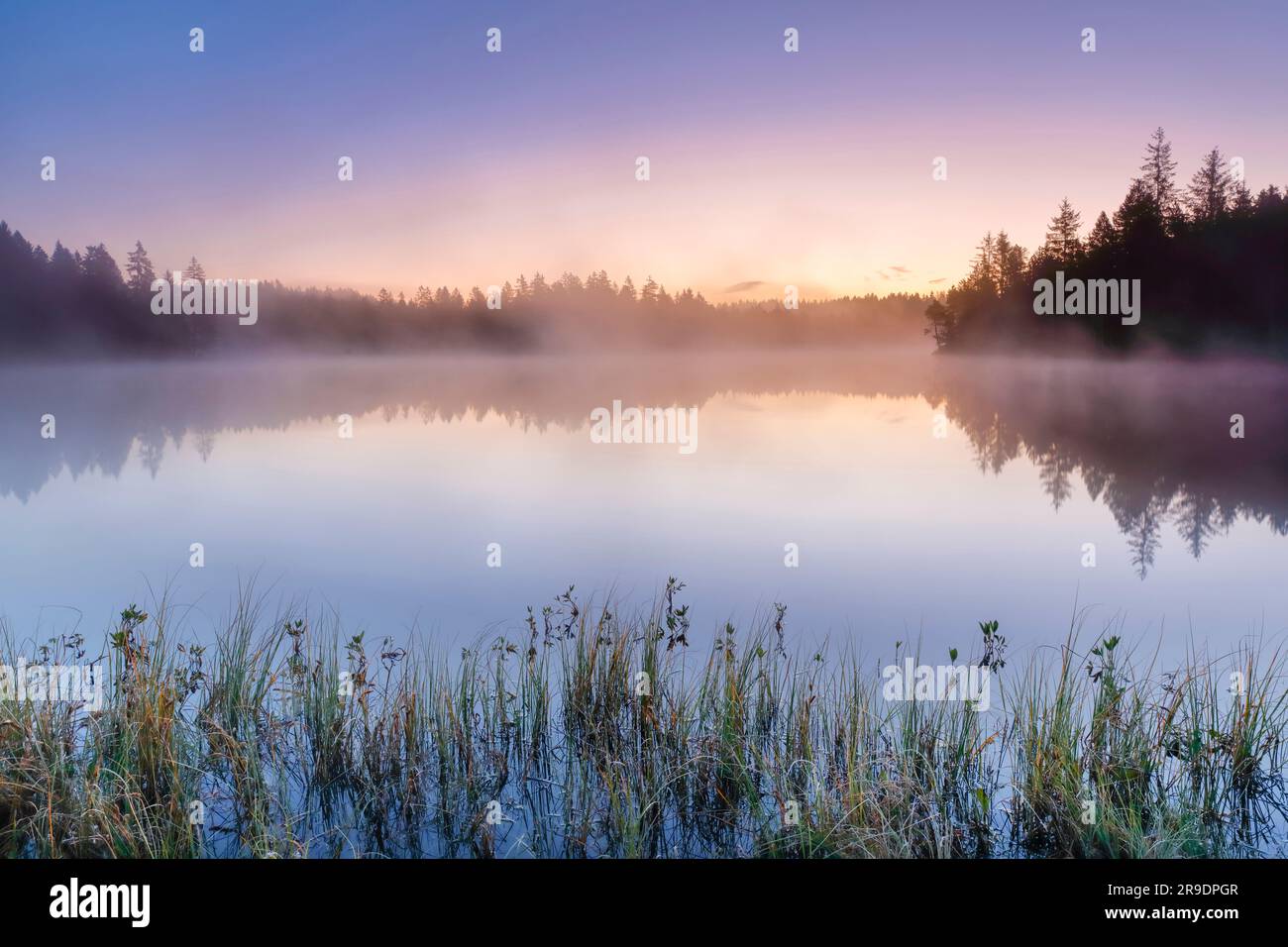 Morning dawn with fog over the calm moorland lake Etang de la Gruere in ...