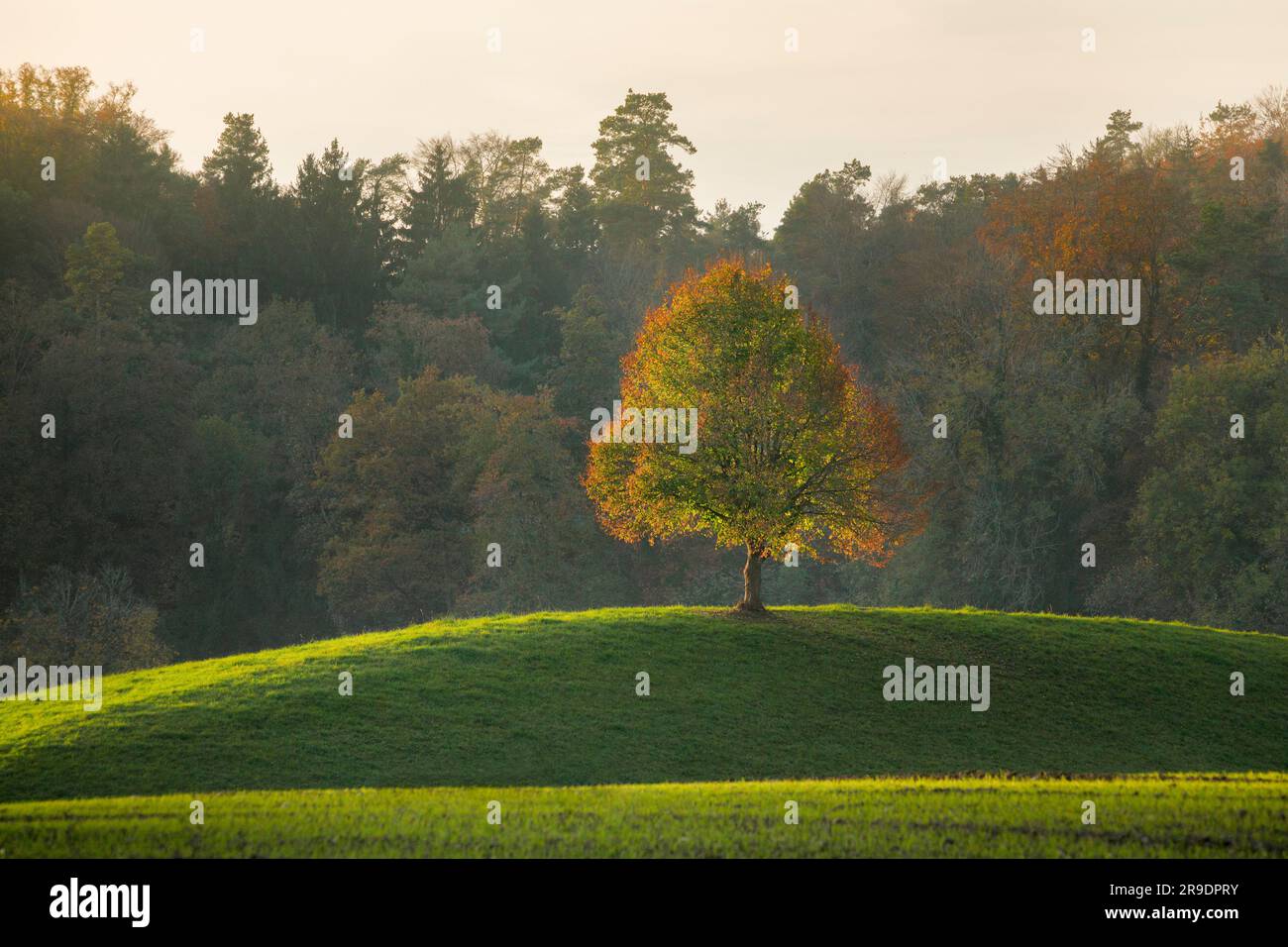 Single lime tree (Tilia sp.) on a hilltop in autumn near Oetwil am See ...