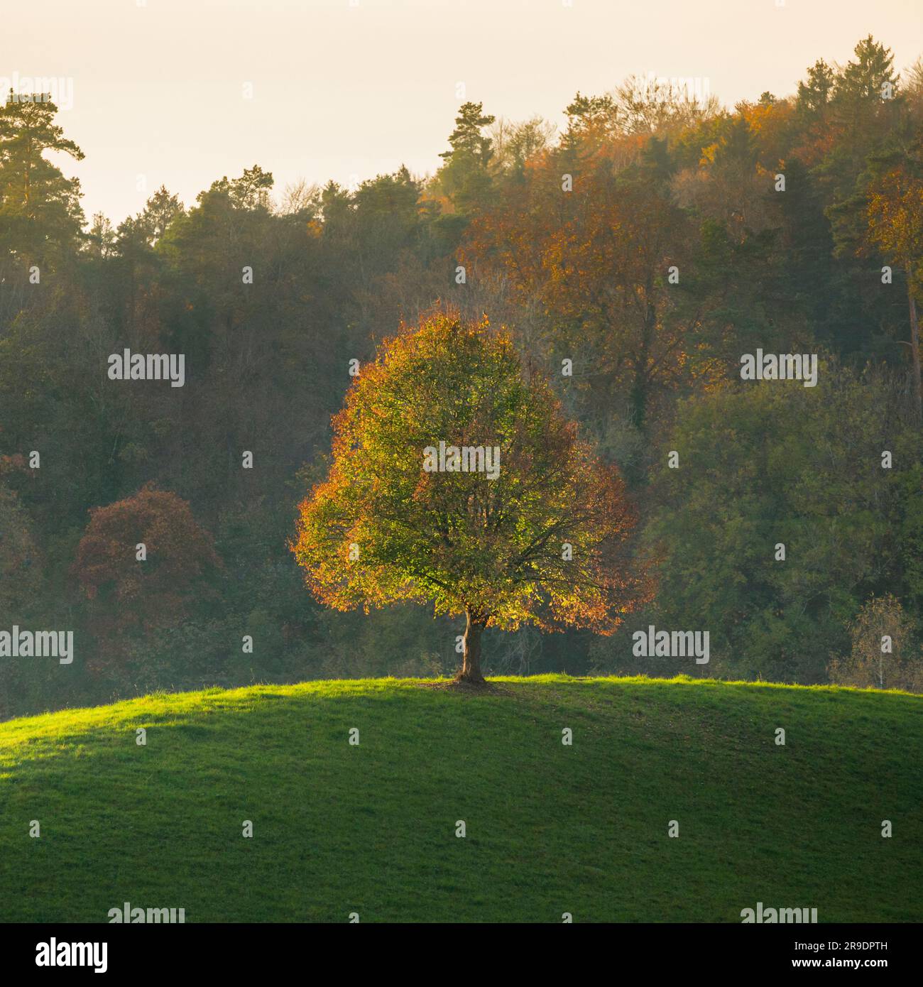 Single lime tree (Tilia sp.) on a hilltop in autumn near Oetwil am See ...