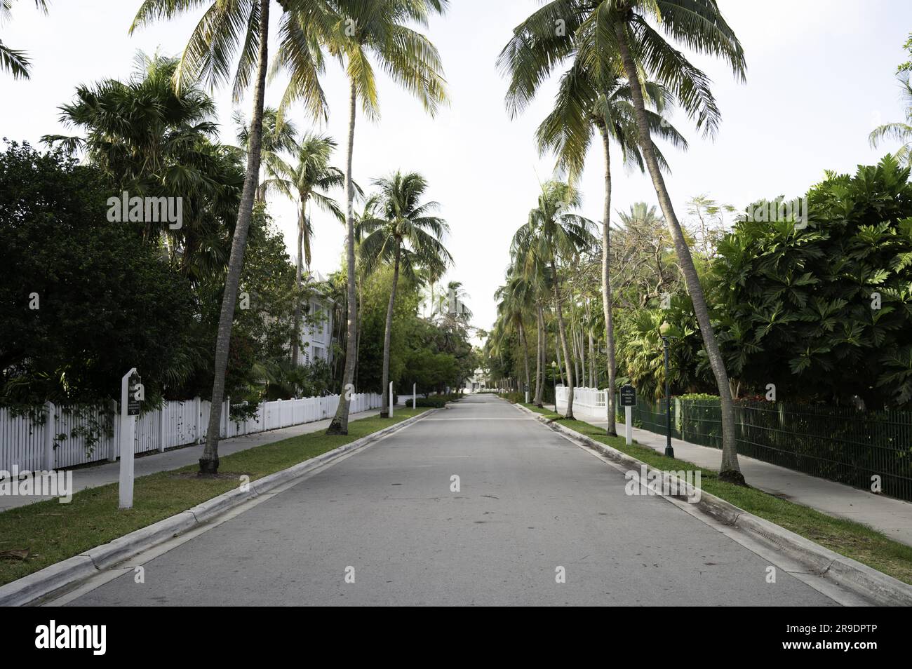 An empty street in a residential neighborhood in Florida, with palm ...