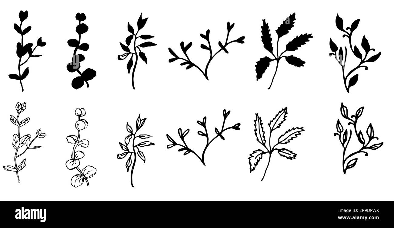 Greenery hand drawn elements for design Stock Vector Image & Art - Alamy