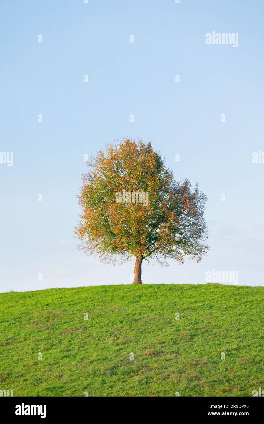 Lime tree hi-res stock photography and images - Alamy