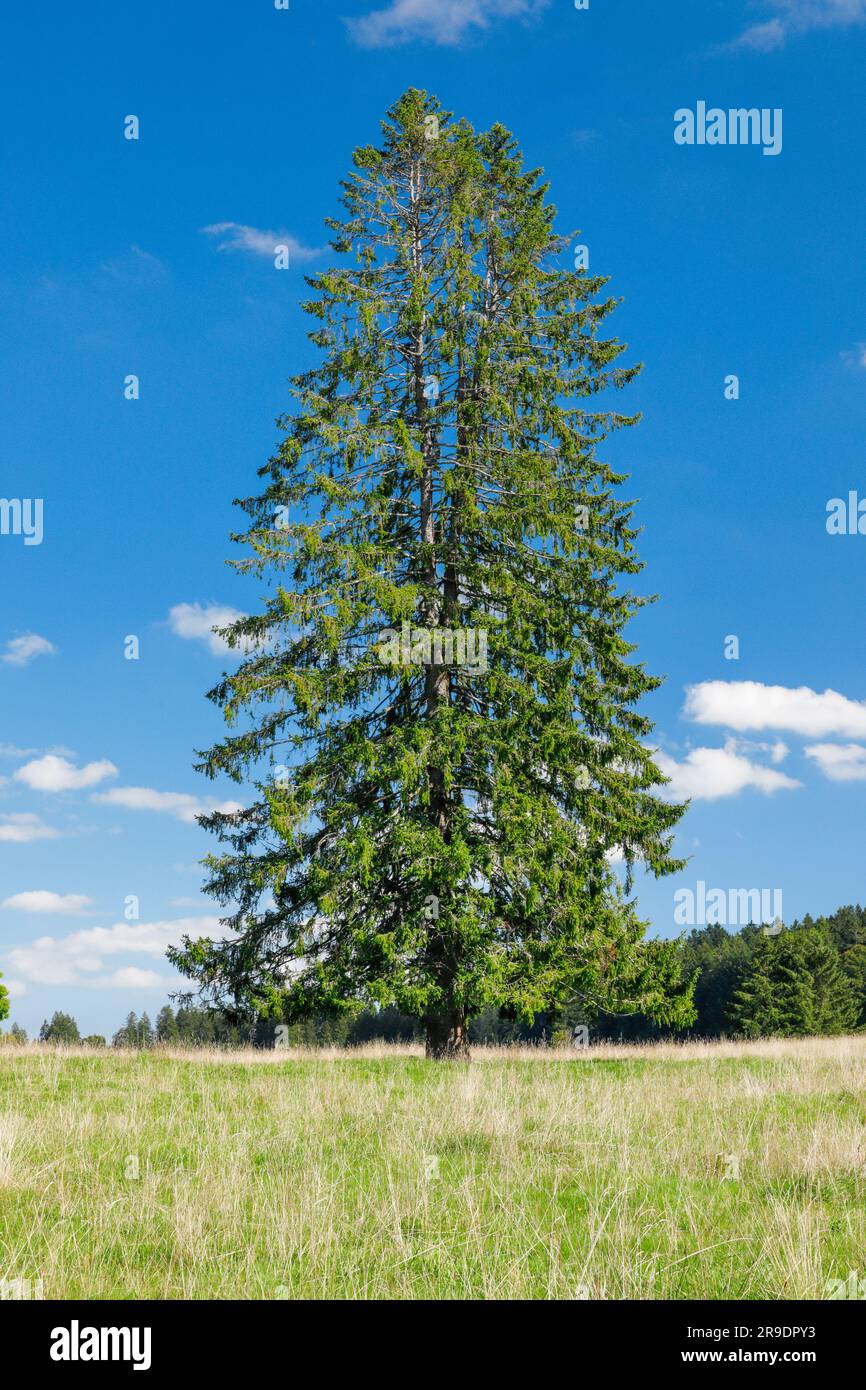 Single Norway Spruce (Picea abies) standing in a green meadow under a ...
