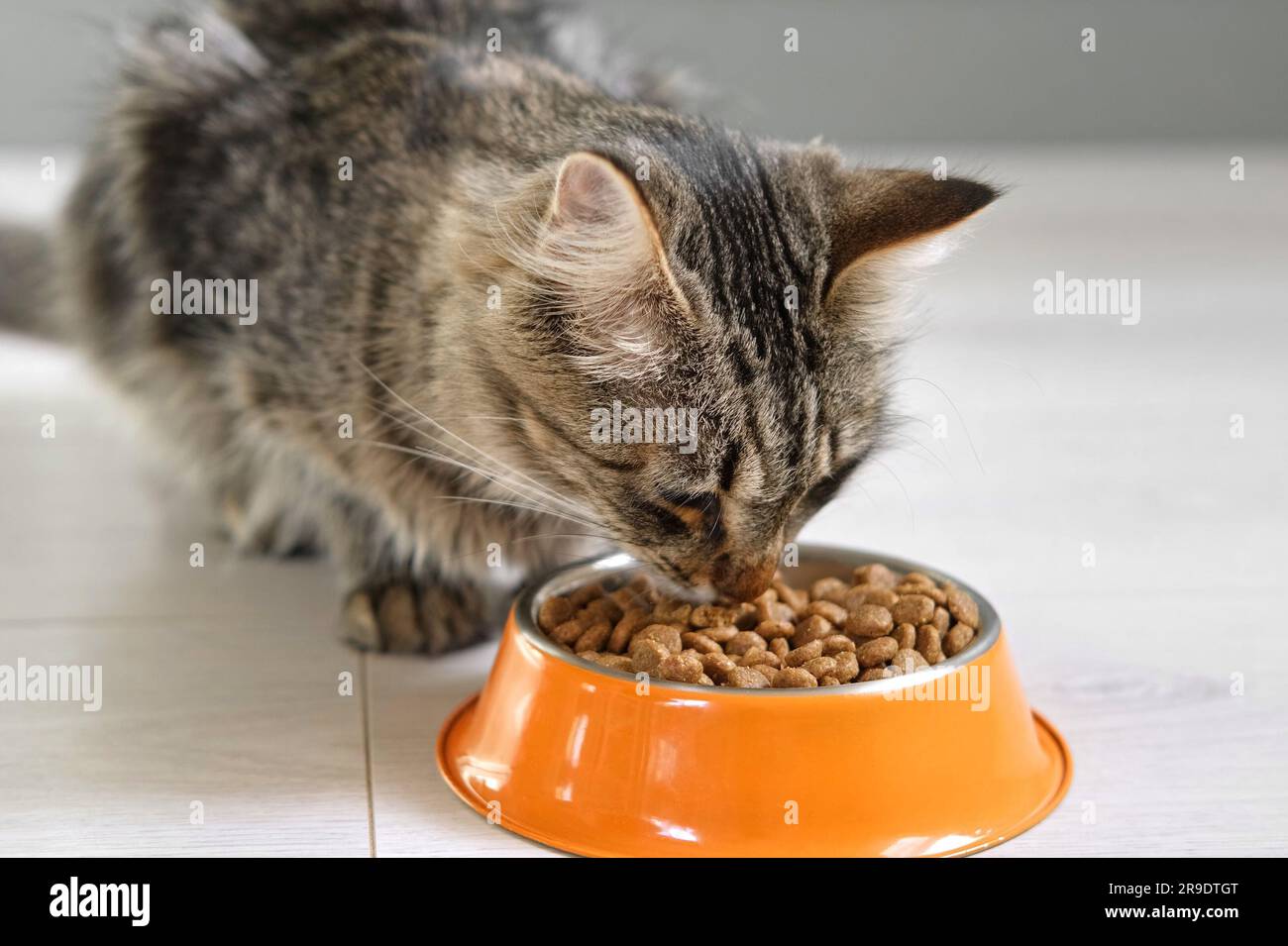 Cat Eating from Bowl. Young Cat Eats Food, Licking Tongue. Feline ...