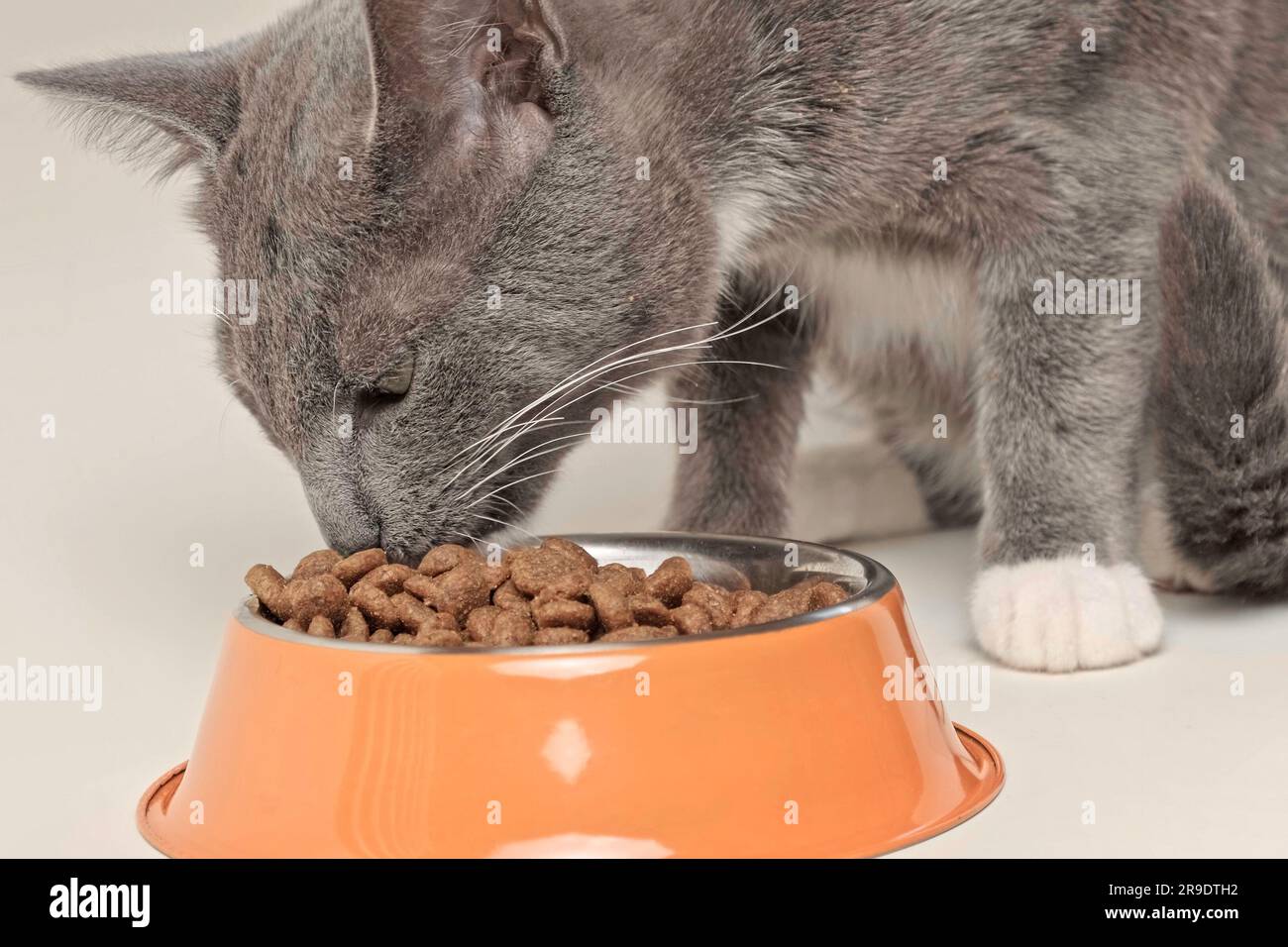 Cat Eating from Bowl. Young Cat Eats Food, Licking Tongue. Feline ...