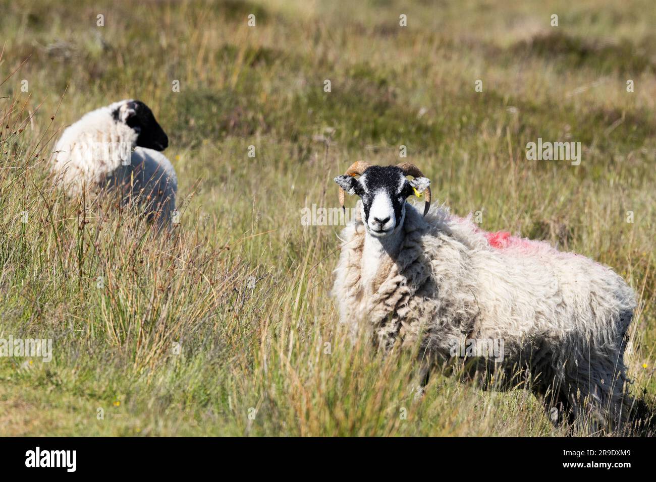 Moorland Sheep are hardy animals bred over centuries starting with the ...