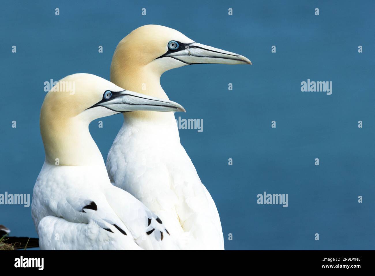 The RSPB Reserve at Bempton Cliffs is the only English mainland nesting ...